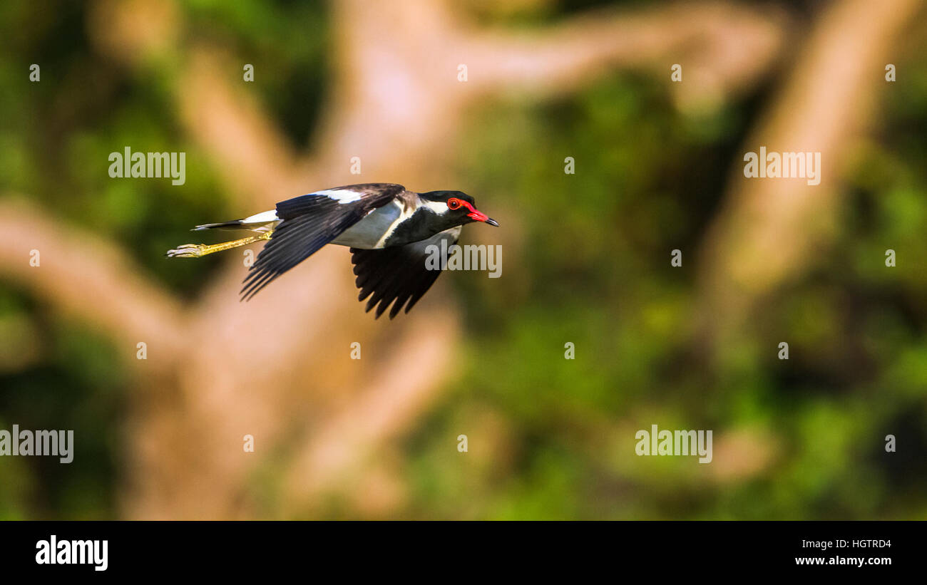 Red-wattled lapwing in Bundala national park, Sri Lanka ; specie ...