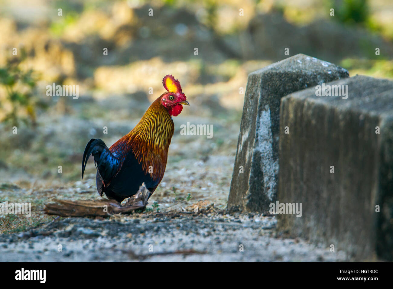 Junglefowl National Bird Sri Lanka High Resolution Stock Photography ...
