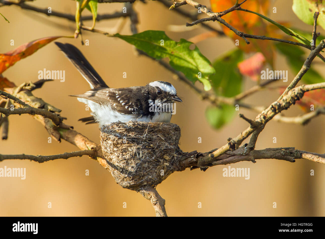 White-browed fantail flycatcher in Uda Walawe, Sri Lanka ; specie ...