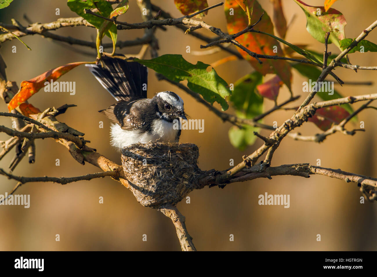 White-browed fantail flycatcher in Uda Walawe, Sri Lanka ; specie ...