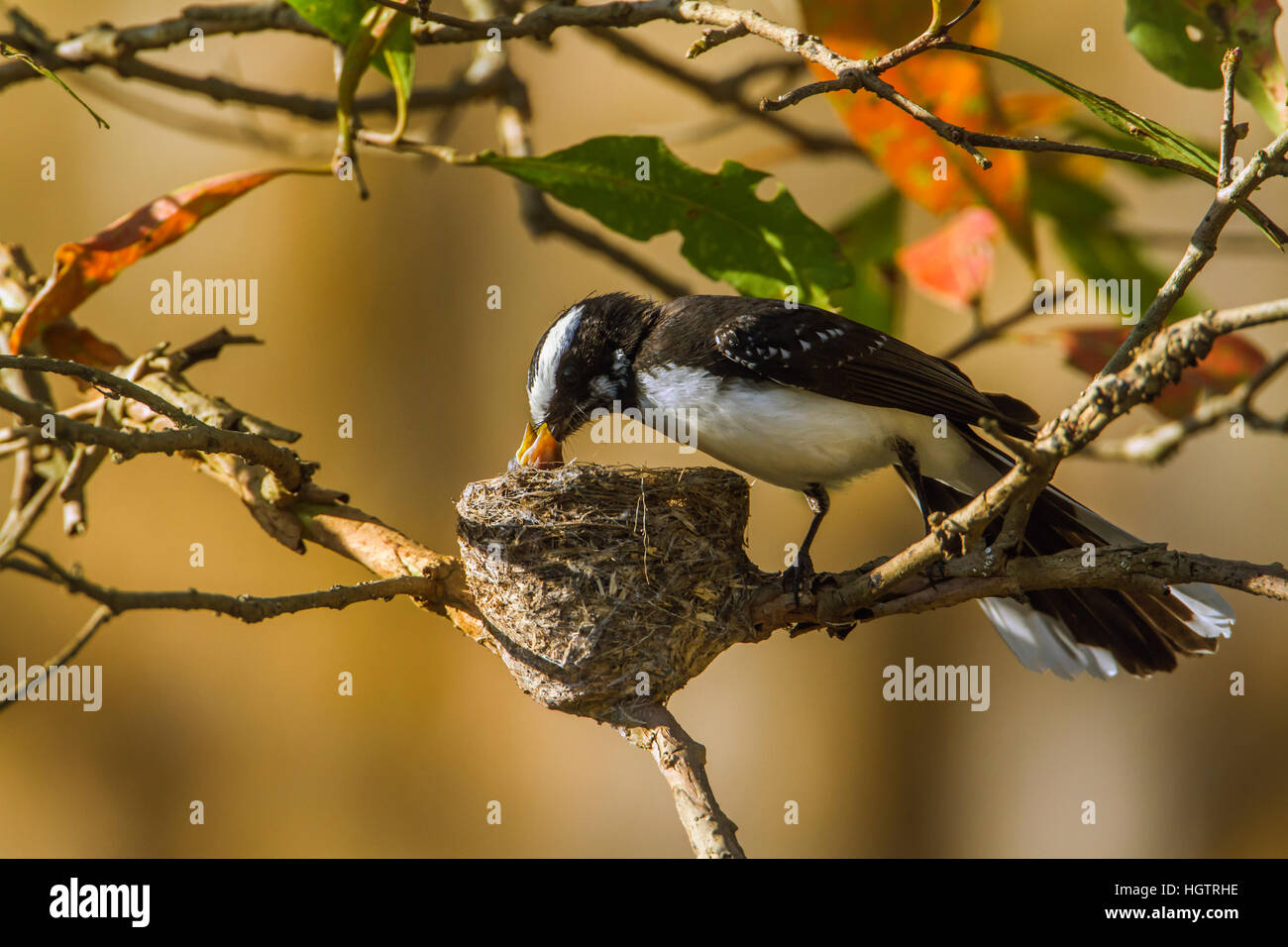 White-browed fantail flycatcher in Uda Walawe, Sri Lanka ; specie ...