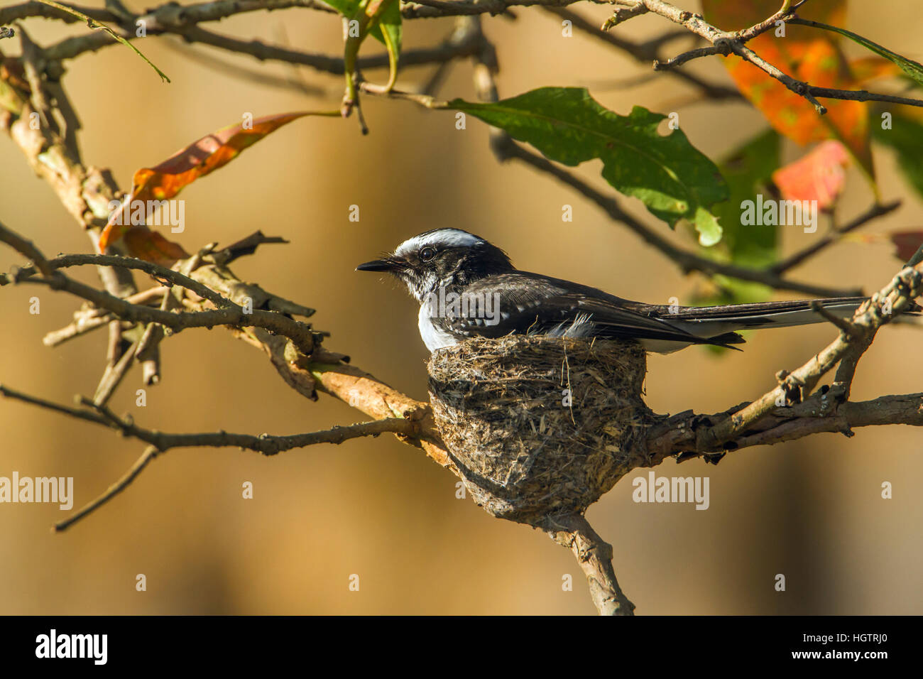 White-browed fantail flycatcher in Uda Walawe, Sri Lanka ; specie ...