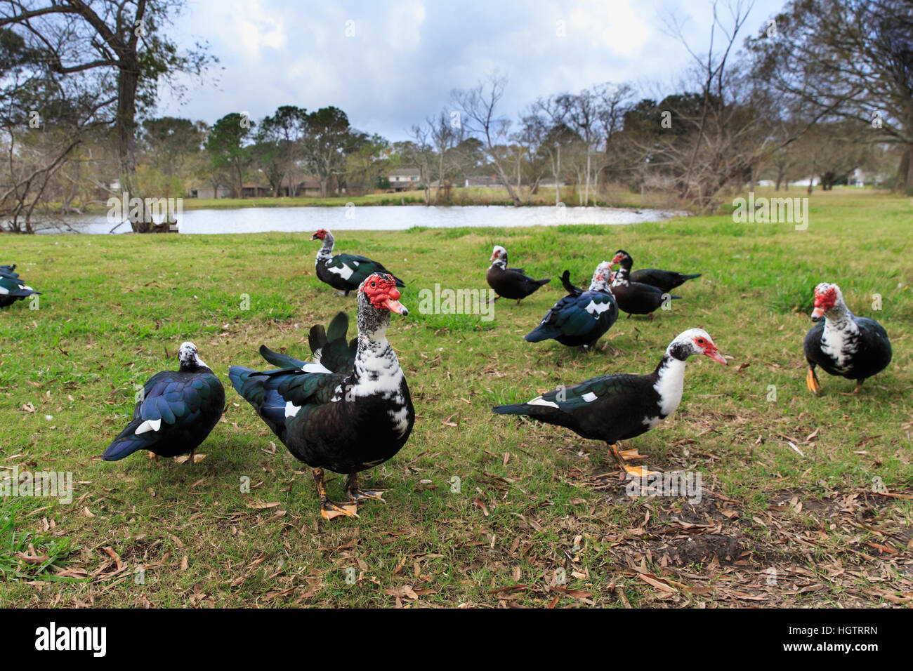 Muscovy red faced ducks wandering around a lake in Houston, TX, USA ...