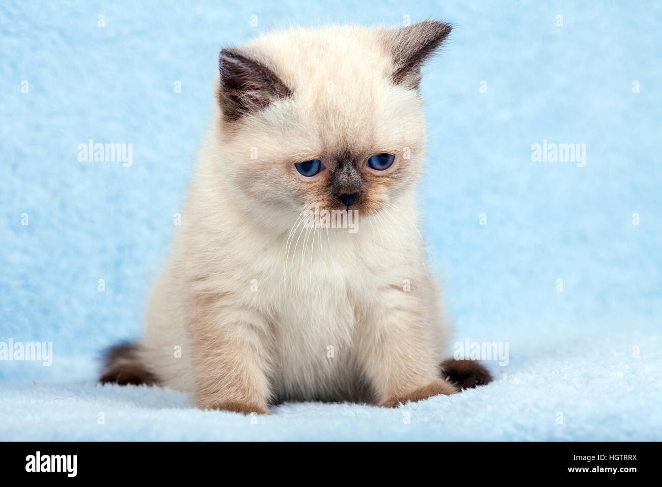 Cute Baby Siamese Cats