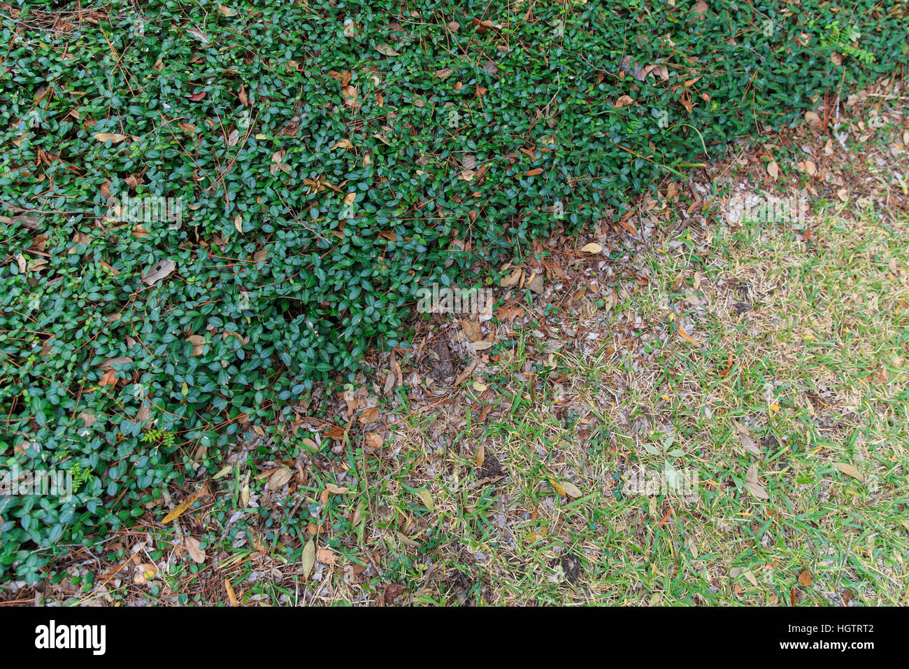 The line between ground cover and grass Stock Photo - Alamy