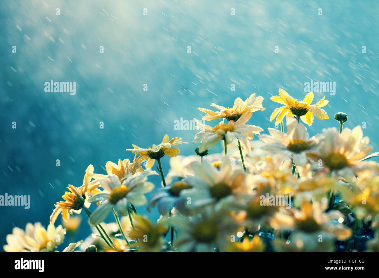 Vintage flower background in rainy weather Stock Photo - Alamy