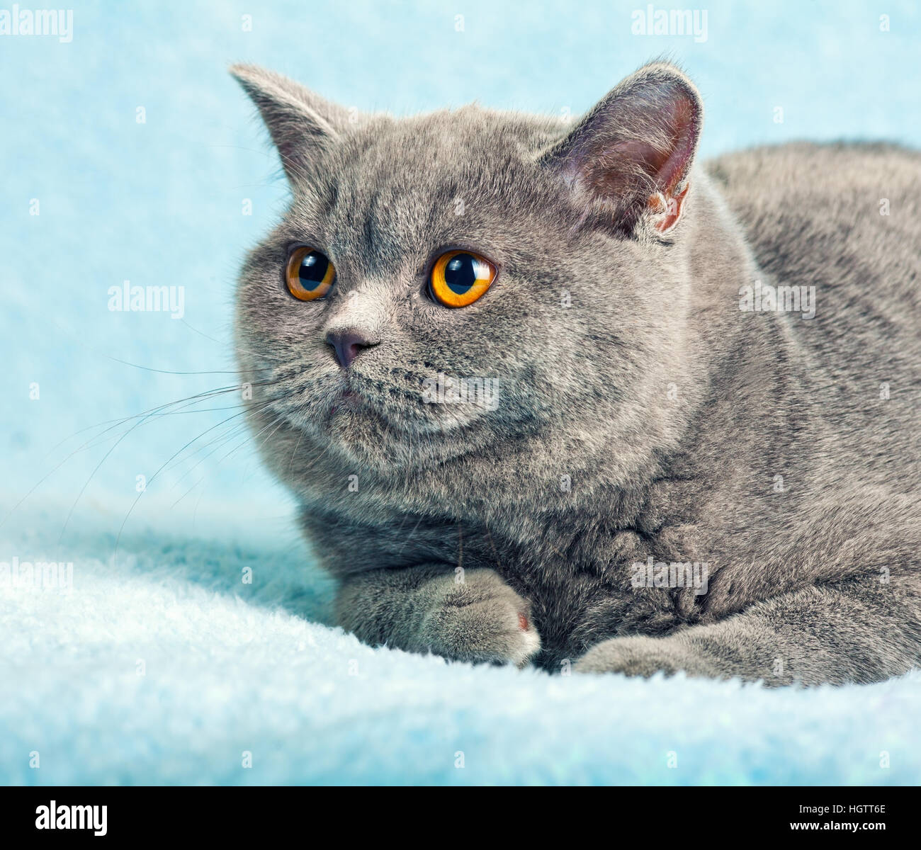 Portrait of Blue British Short hair cat with orange eyes Stock Photo ...