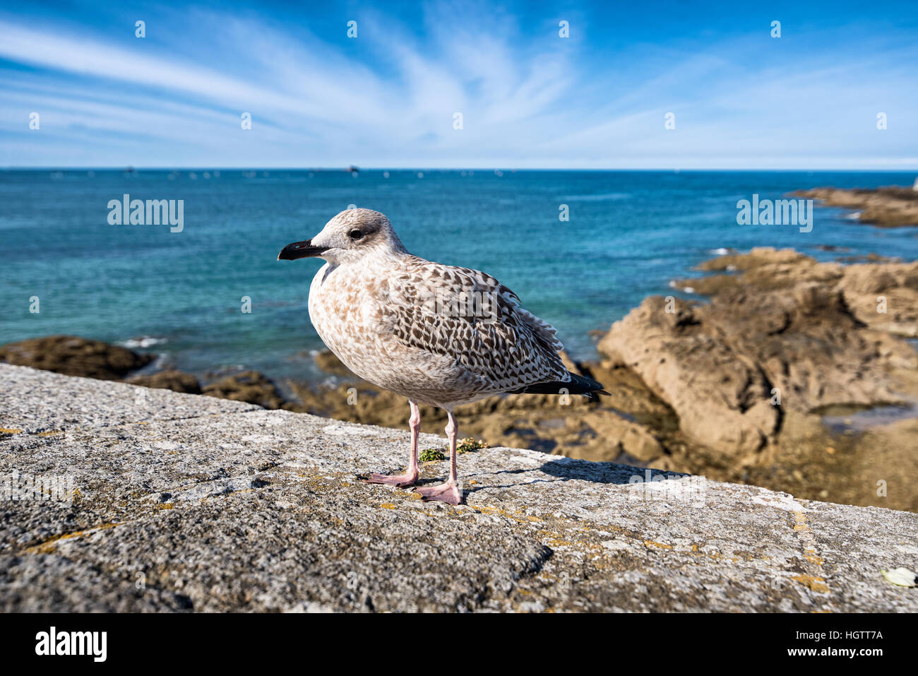 Seagull in front of a sea in Saint-Malo, France Stock Photo - Alamy