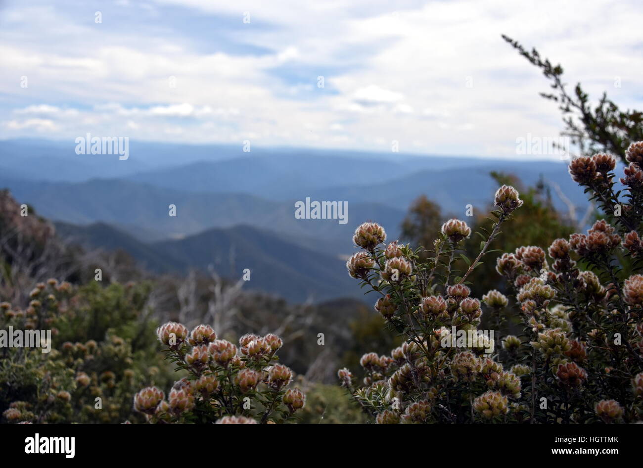 Stinky yellow flowers growing, Mountains of High Country in the ...