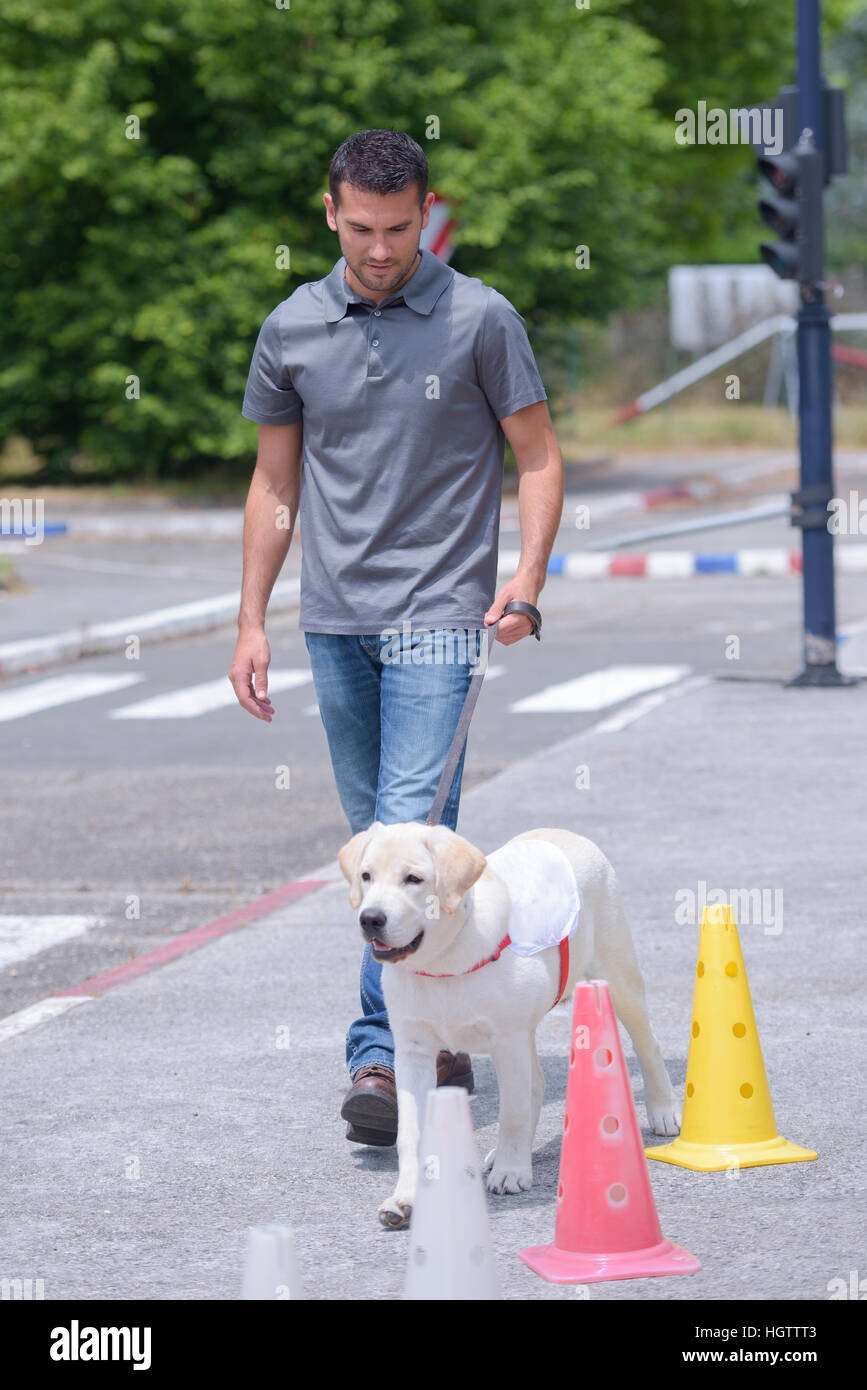 Man walking young labrador Stock Photo - Alamy