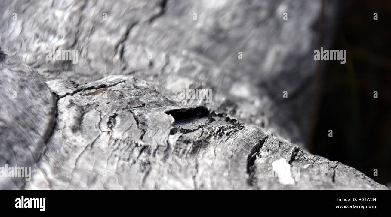 Burnt wood texture background. An old wood surface. Burnt tree trunk ...