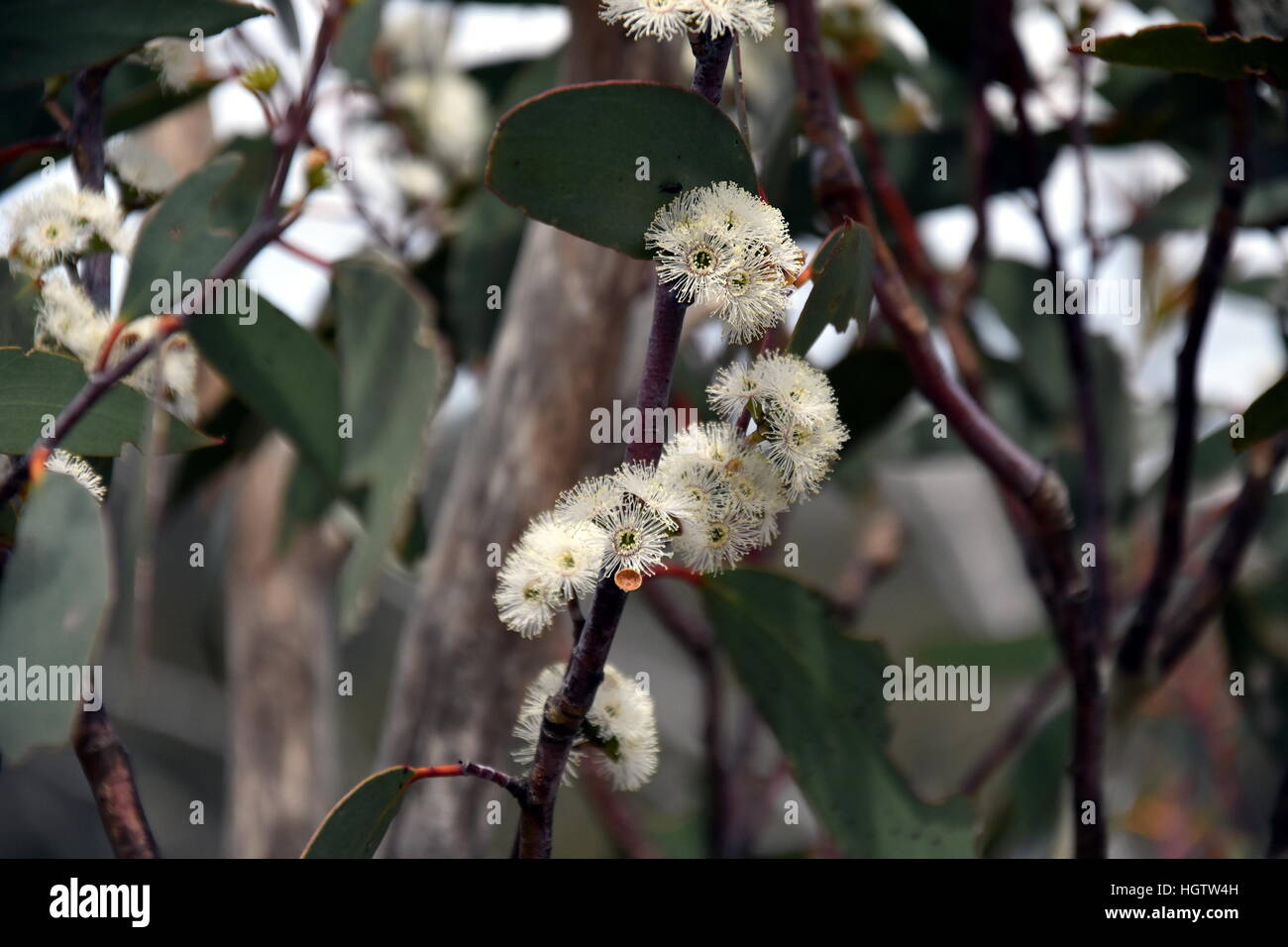 Angophora hispida hi-res stock photography and images - Alamy
