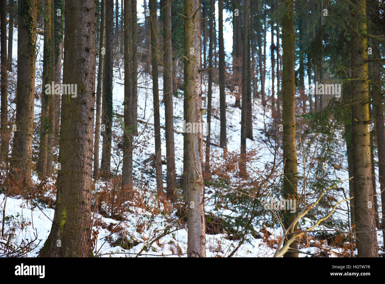 Scene: many pine trees in winter Stock Photo - Alamy