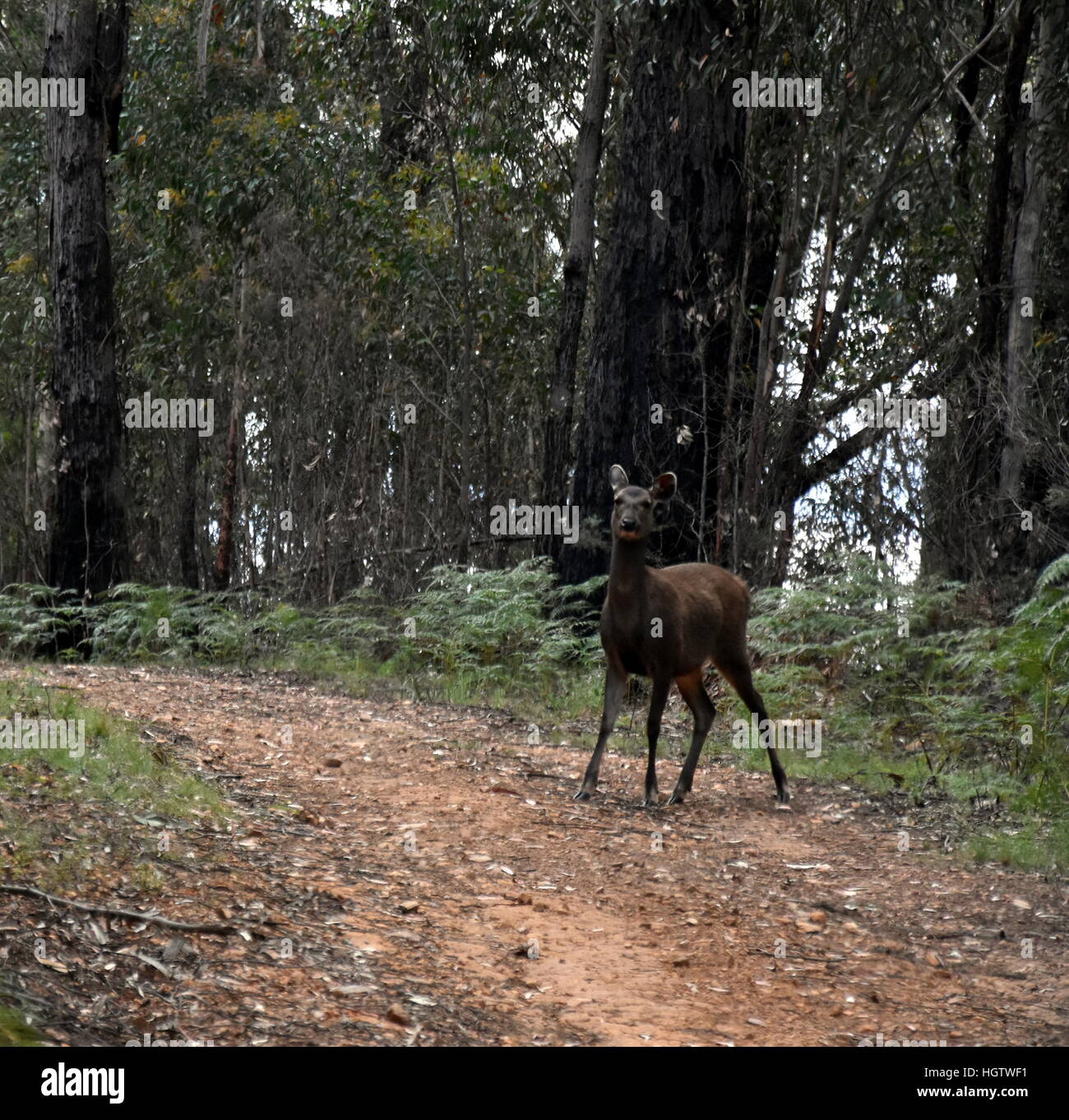 Forrest victoria australia hi-res stock photography and images - Alamy