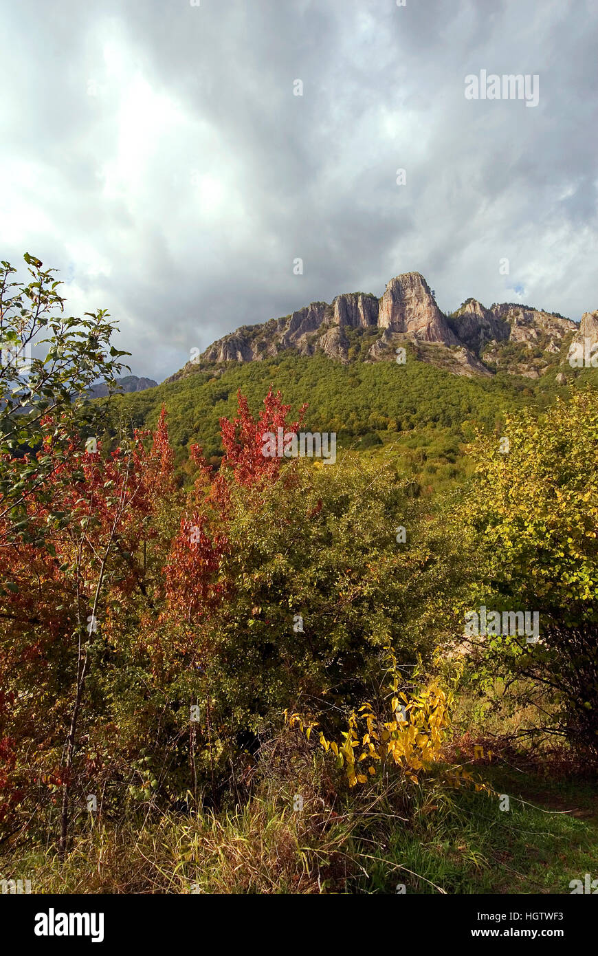 Frakto Virgin Forest, Drama Prefecture, Macedonia East, Greece, Europe ...