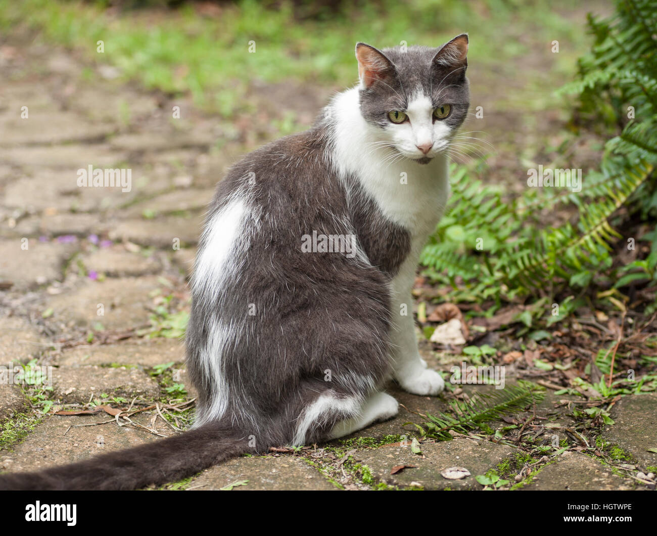 Female senior aged cat sitting on lawn Stock Photo - Alamy