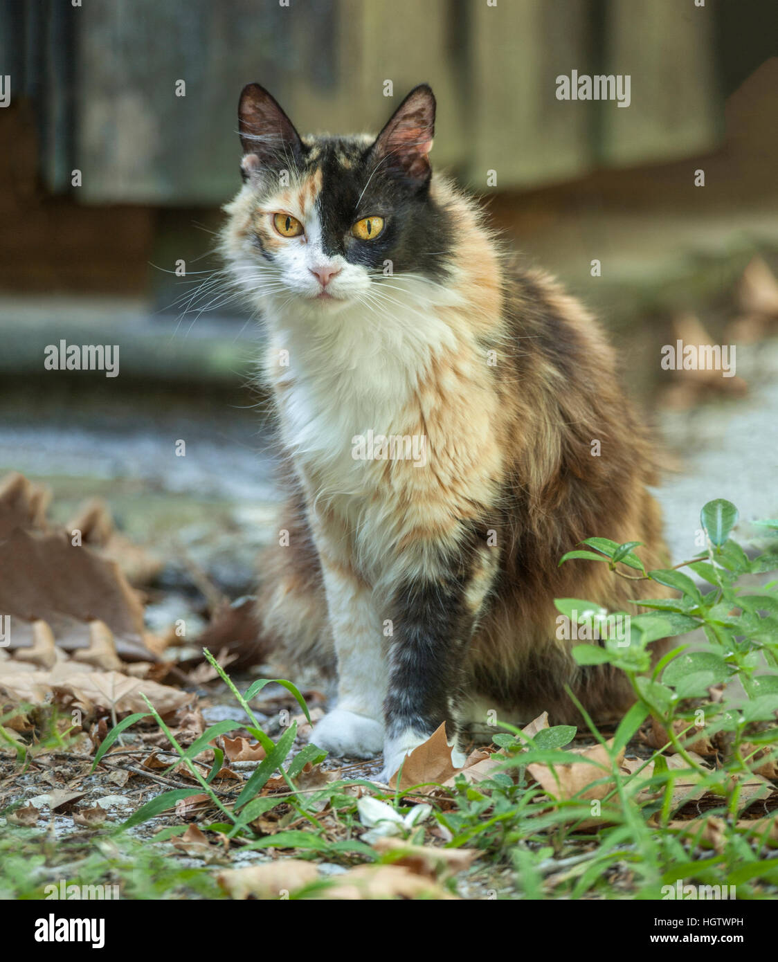 Calico Barn cat sitting in grass and leaves Stock Photo - Alamy