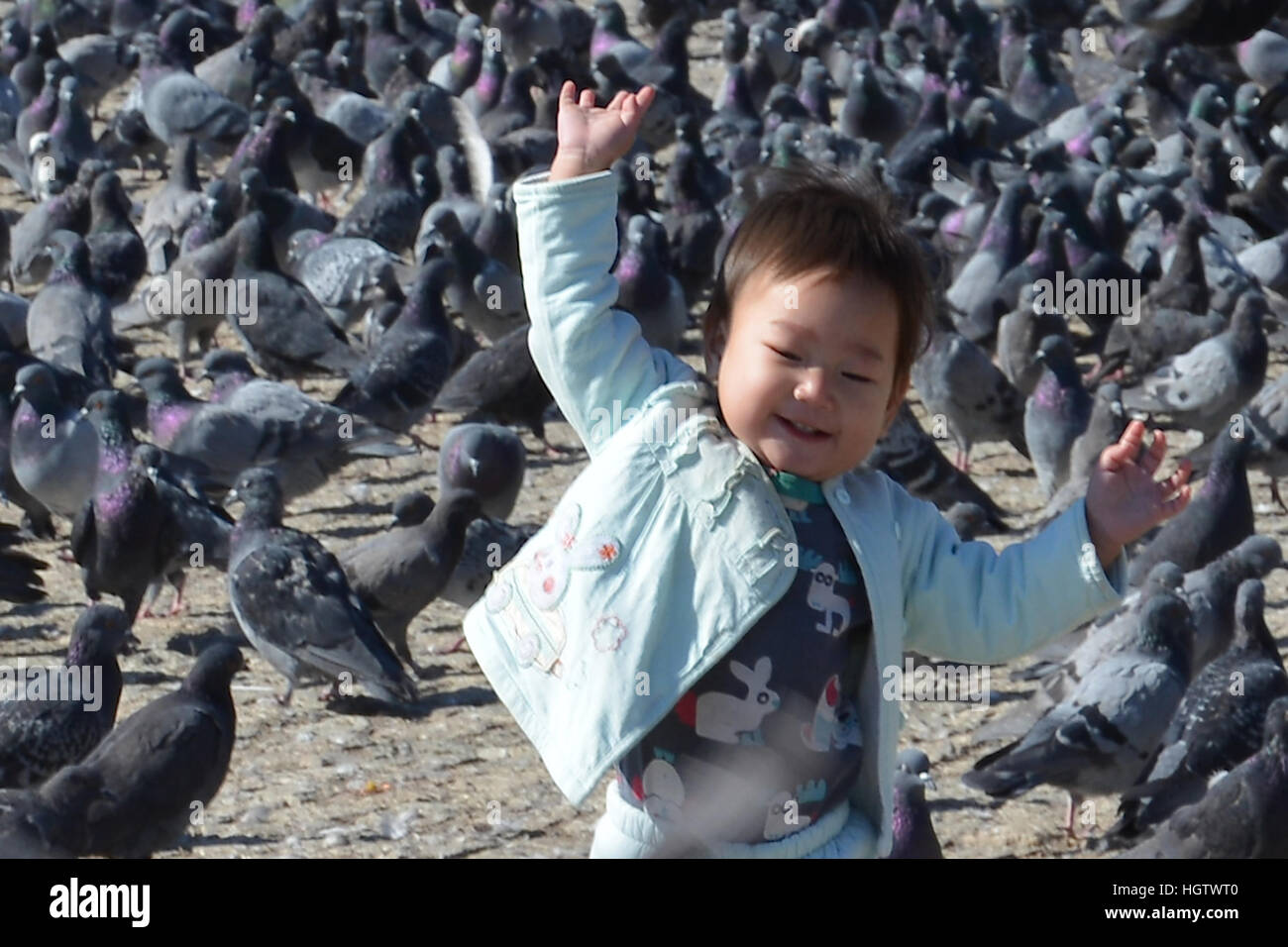 Playing with the pigeons hi-res stock photography and images - Alamy