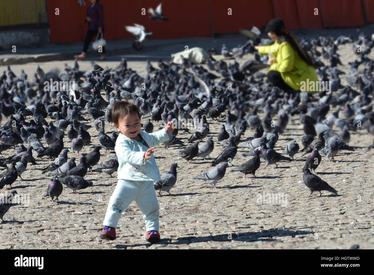 Child/toddler playing with hundreds of pigeons in Mongolia in a square ...