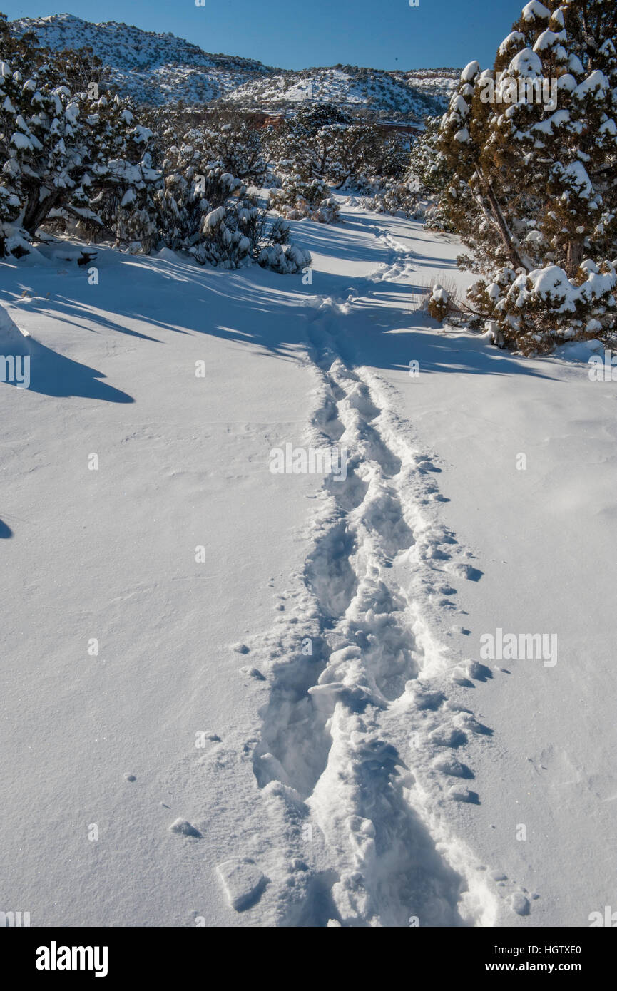 Footprints in the snow hi-res stock photography and images - Alamy