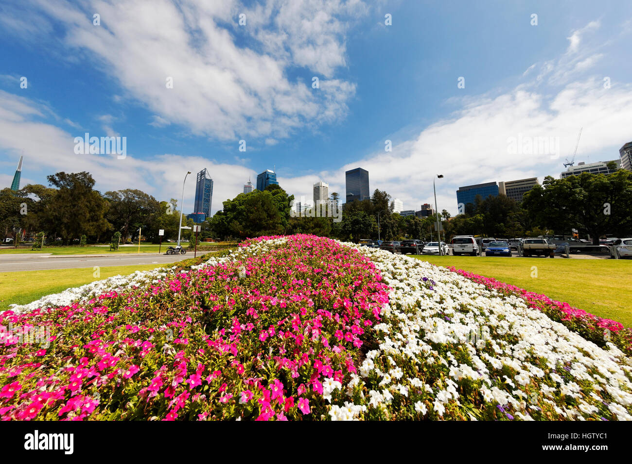 Western australia flower hi-res stock photography and images - Alamy