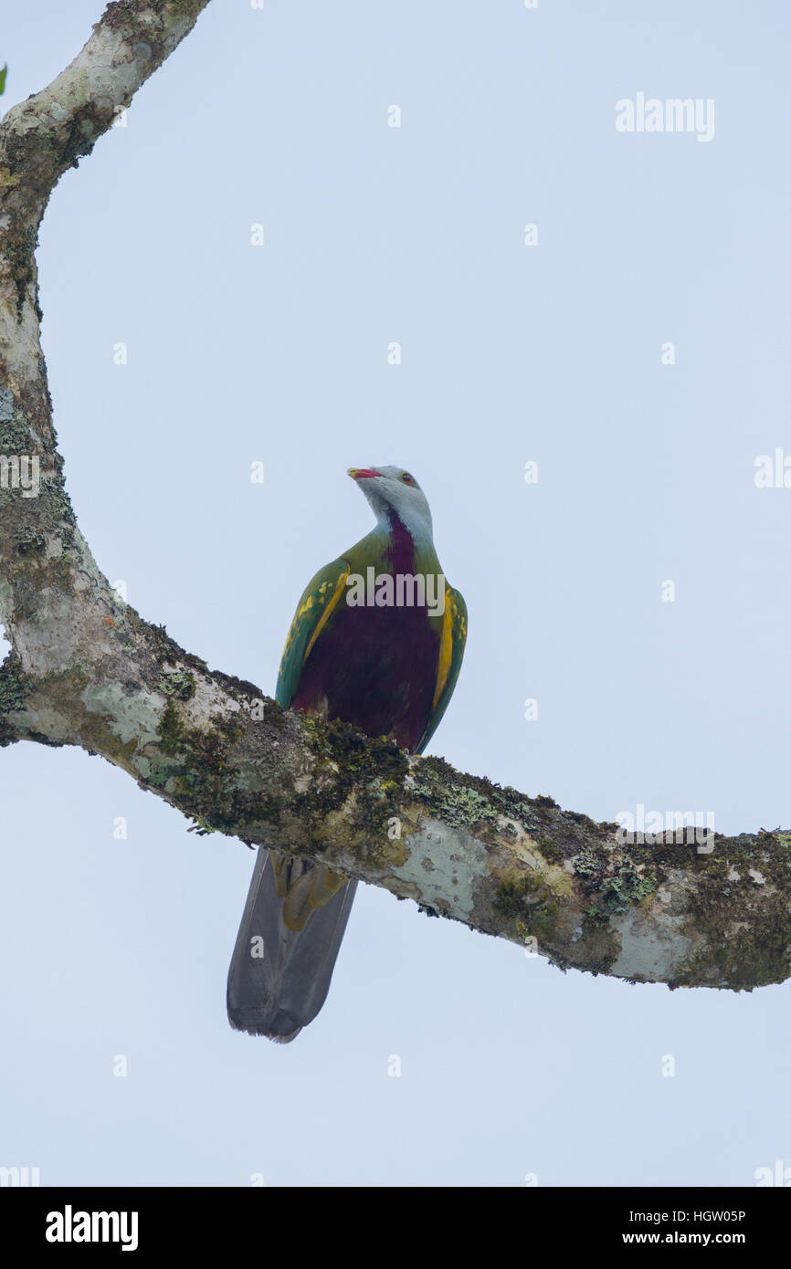 Wompoo fruit dove hi-res stock photography and images - Alamy