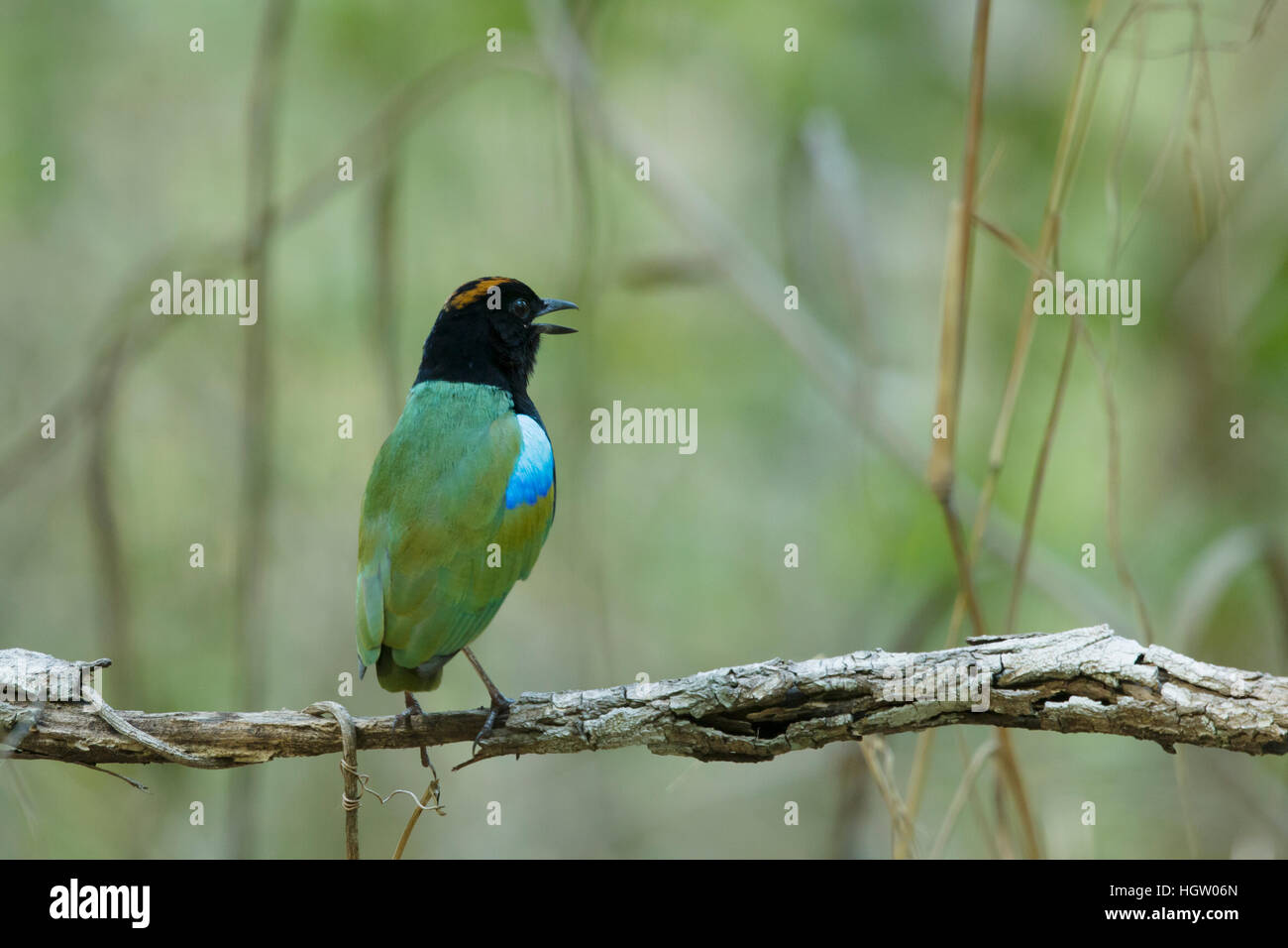 Australian native iris hi-res stock photography and images - Alamy