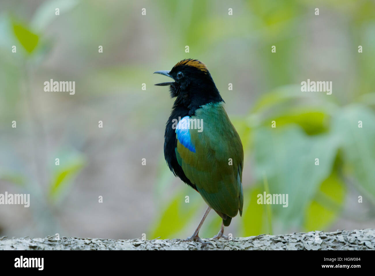 Rainbow Pitta - calling Pitta iris Howard Spring Northern Territory ...