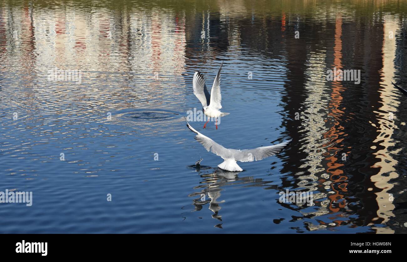 Two seagulls are flying above a river Stock Photo - Alamy