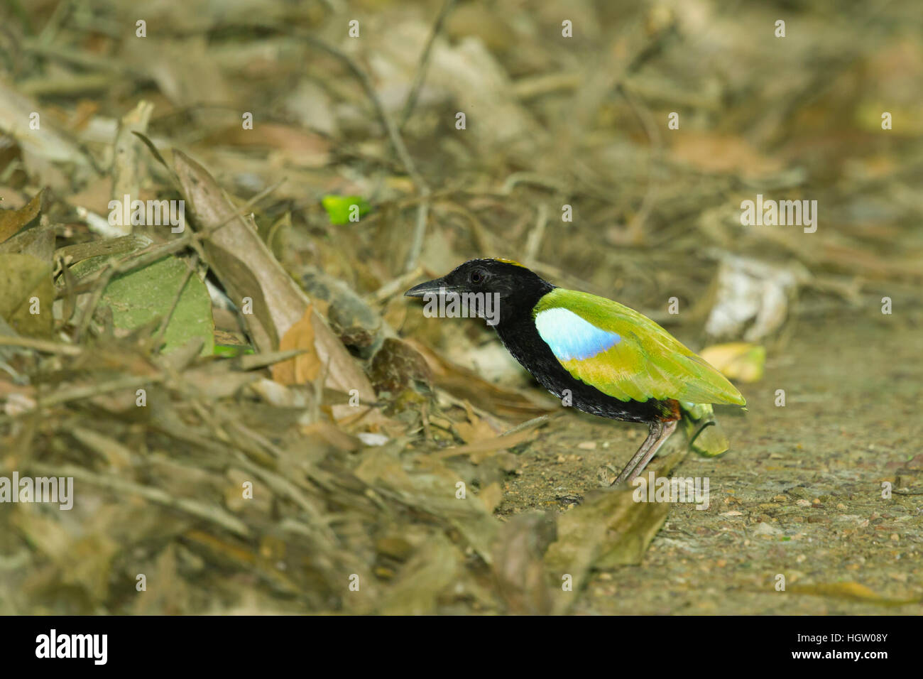 Rainbow Pitta - foraging on rainforest floor Pitta iris Howard Spring ...