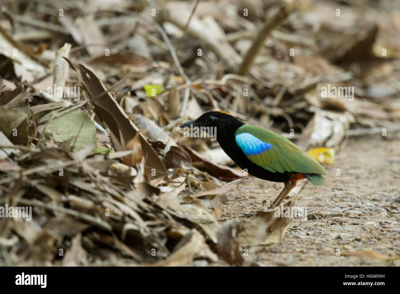 Rainbow Pitta - foraging on rainforest floor Pitta iris Howard Spring ...