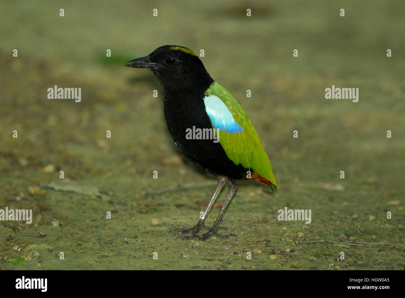 Rainbow Pitta - foraging on rainforest floor Pitta iris Howard Spring ...