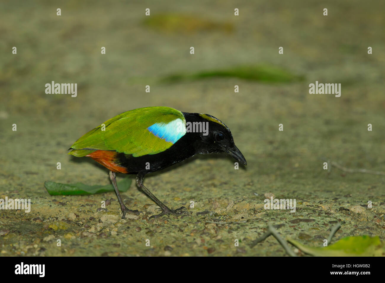 Rainbow Pitta - foraging on rainforest floor Pitta iris Howard Spring ...