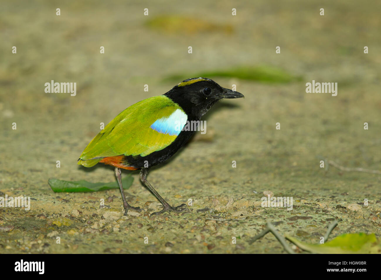 Rainbow Pitta - foraging on rainforest floor Pitta iris Howard Spring ...