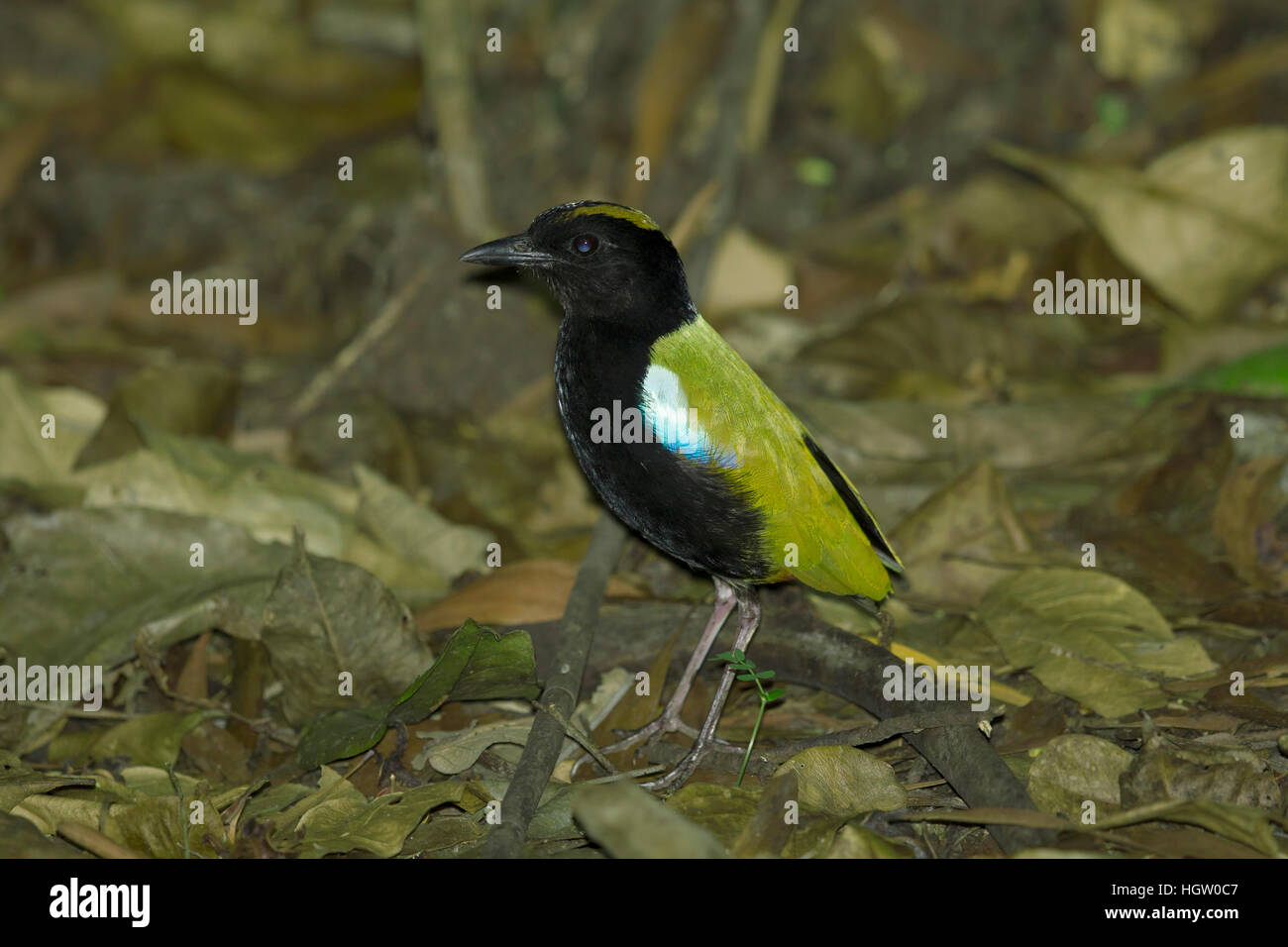 Rainbow Pitta - foraging on rainforest floor Pitta iris Howard Spring ...