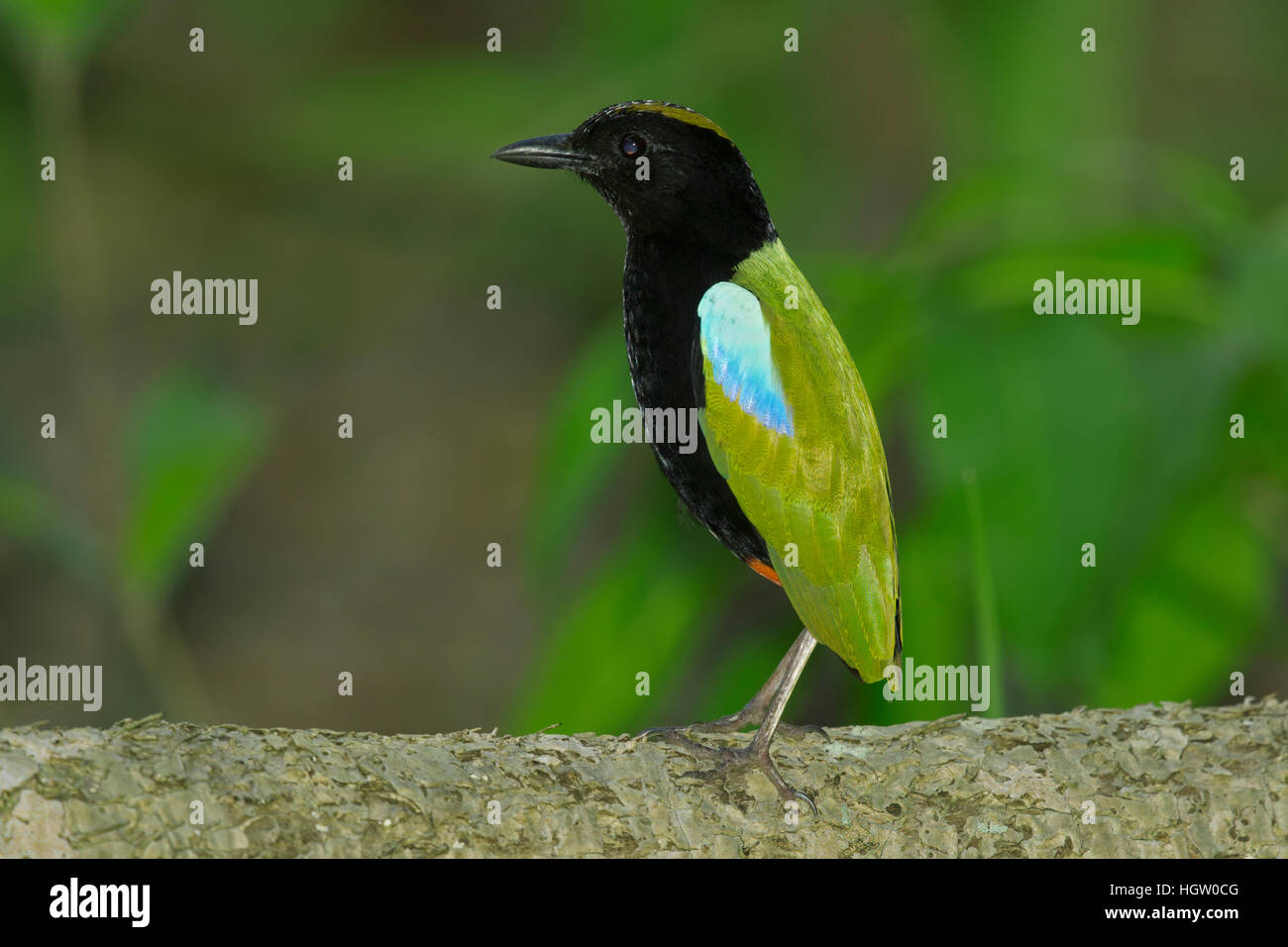 Rainbow Pitta - foraging on rainforest floor Pitta iris Howard Spring ...