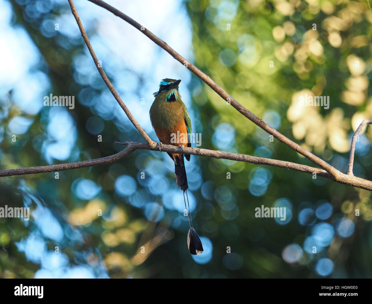 Blue crowned motmot Stock Photo - Alamy