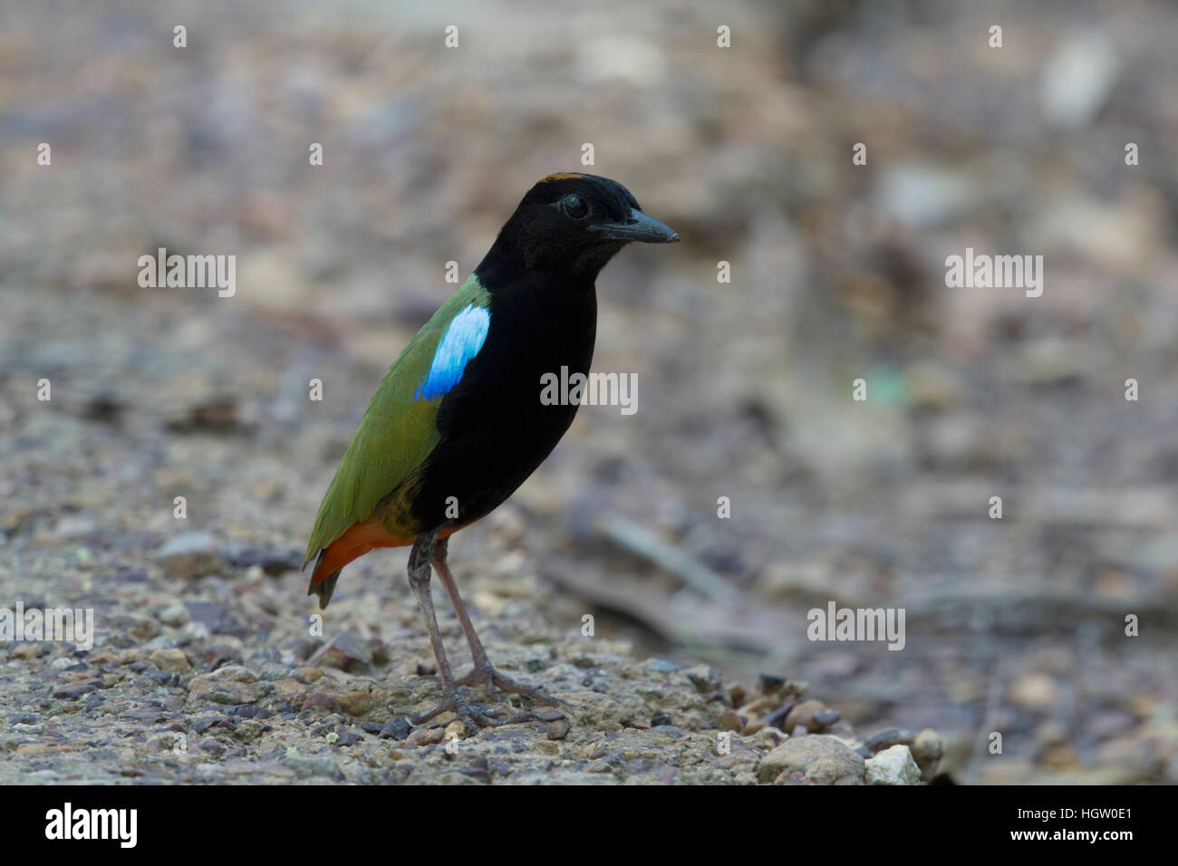 Rainbow Pitta - foraging on rainforest floor Pitta iris Howard Spring ...