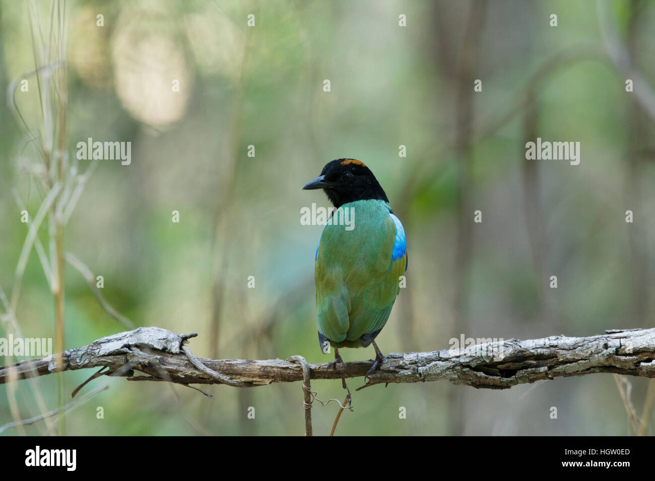 Rainbow Pitta Pitta iris Howard Spring Northern Territory, Australia ...