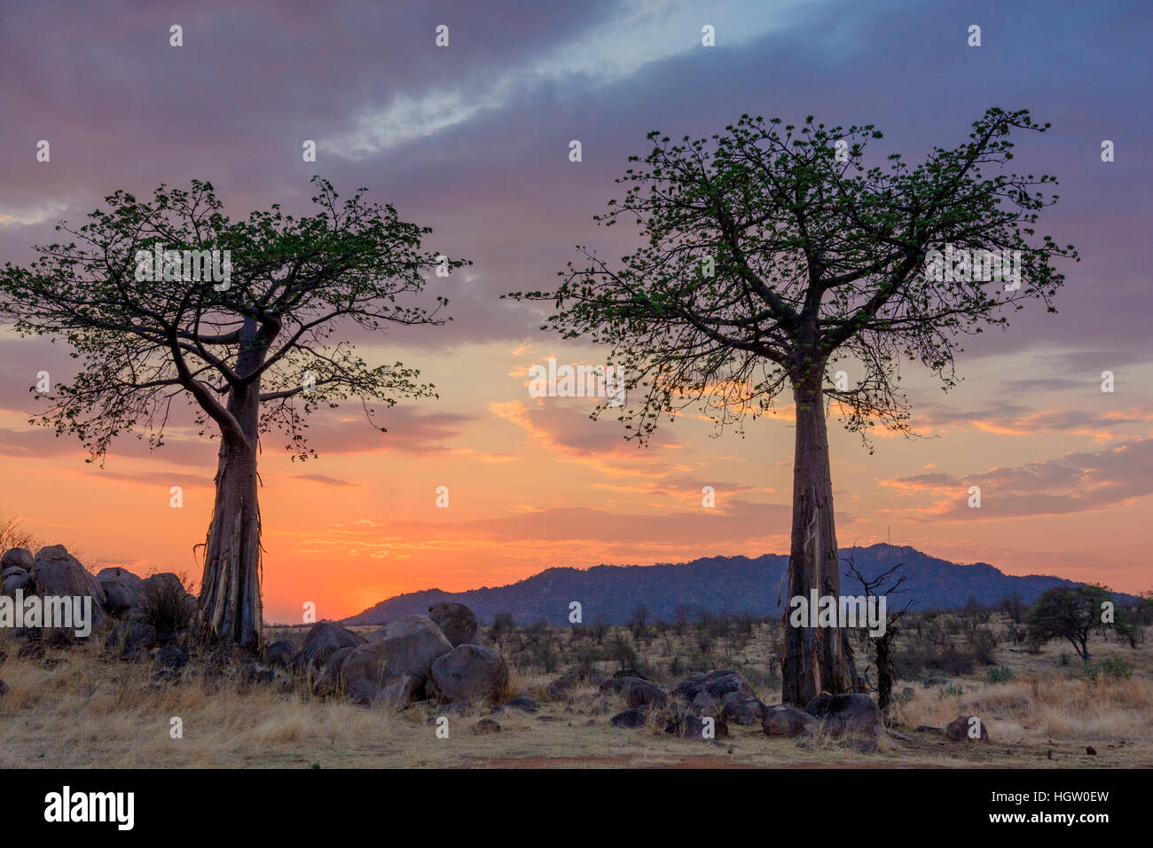 Sunset and Baobab, dead-rat tree, from the appearance of the fruit ...