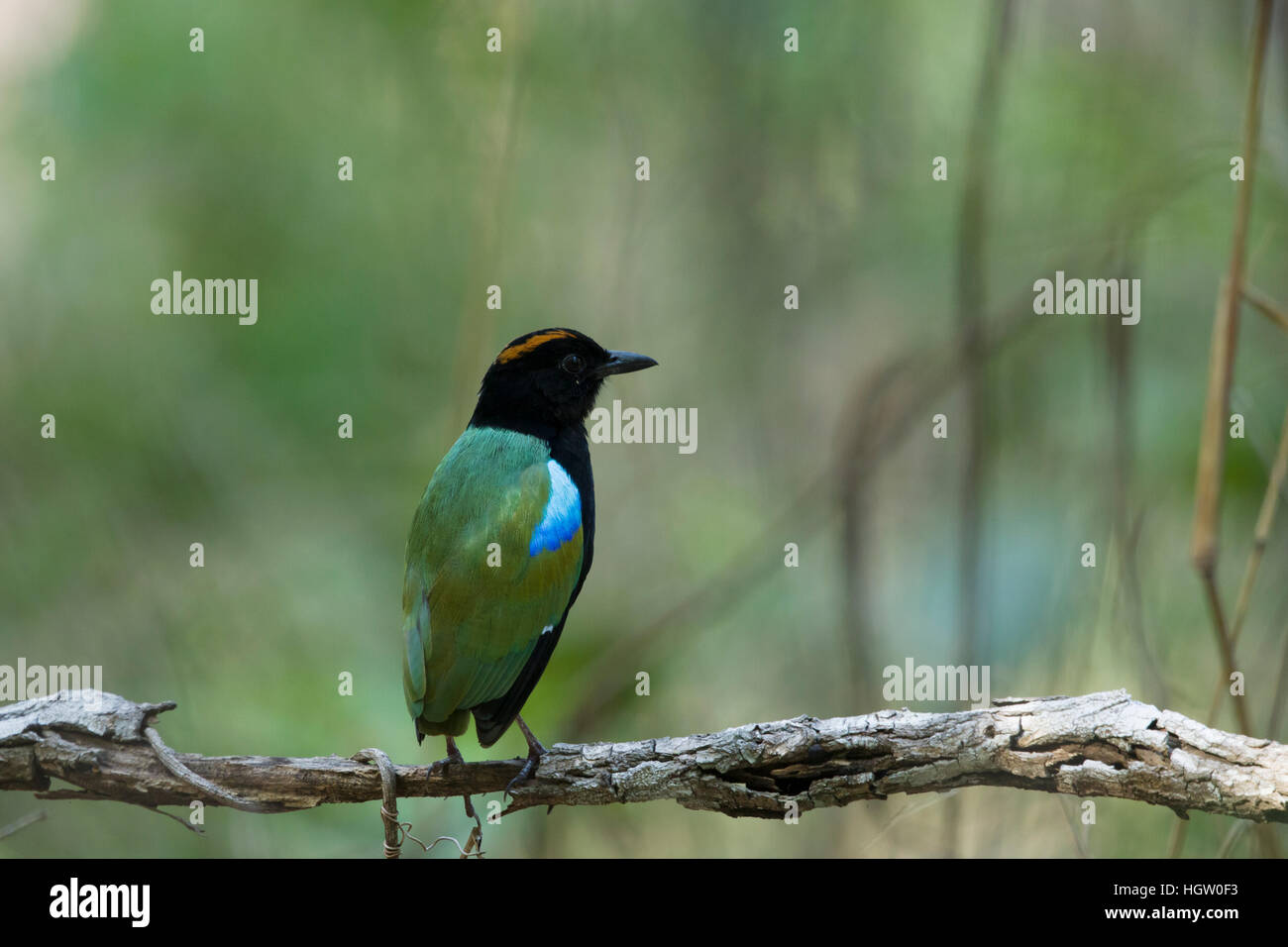 Rainbow Pitta Pitta iris Howard Spring Northern Territory, Australia ...