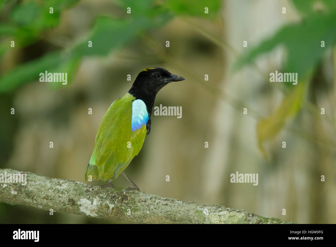 Rainbow Pitta Pitta iris Howard Spring Northern Territory, Australia ...