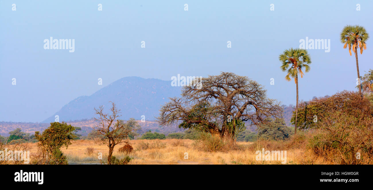 Real fan palm tree hi-res stock photography and images - Alamy
