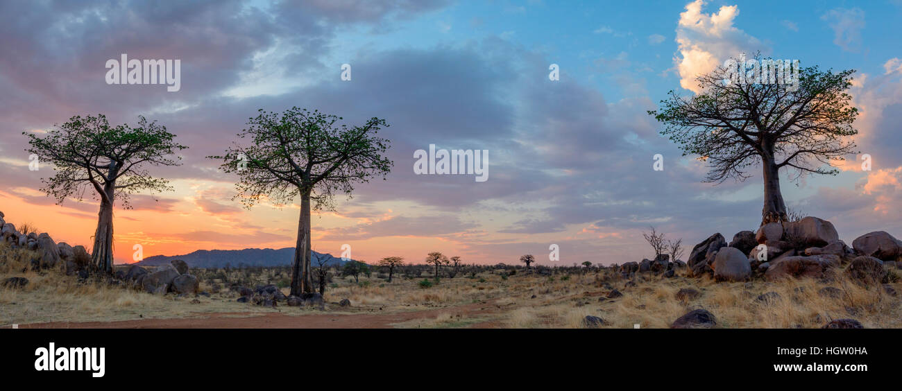 Sunset and Baobab, dead-rat tree, from the appearance of the fruit ...