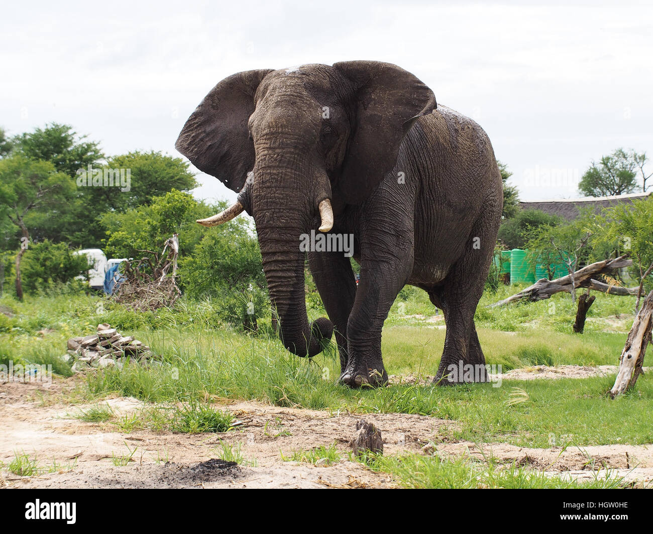 Elephant in the backyard Stock Photo - Alamy