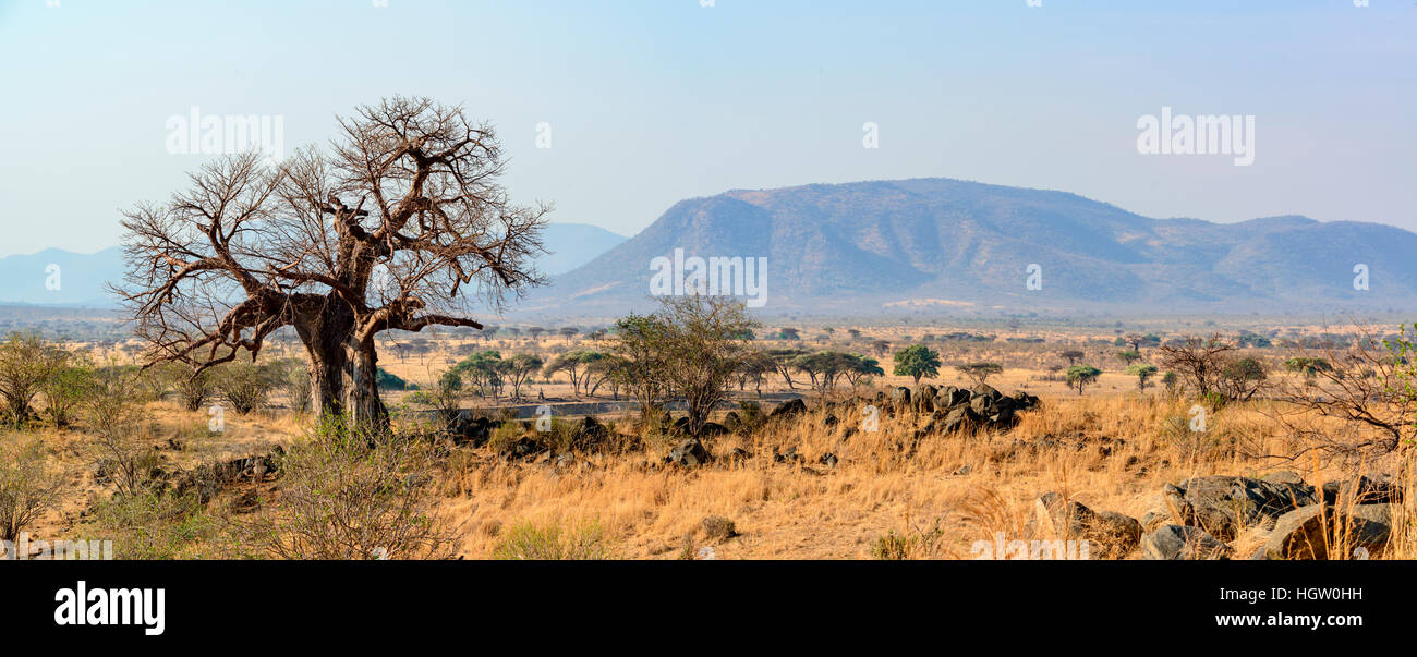 Landscape with Baobab, dead-rat tree, from the appearance of the fruit ...