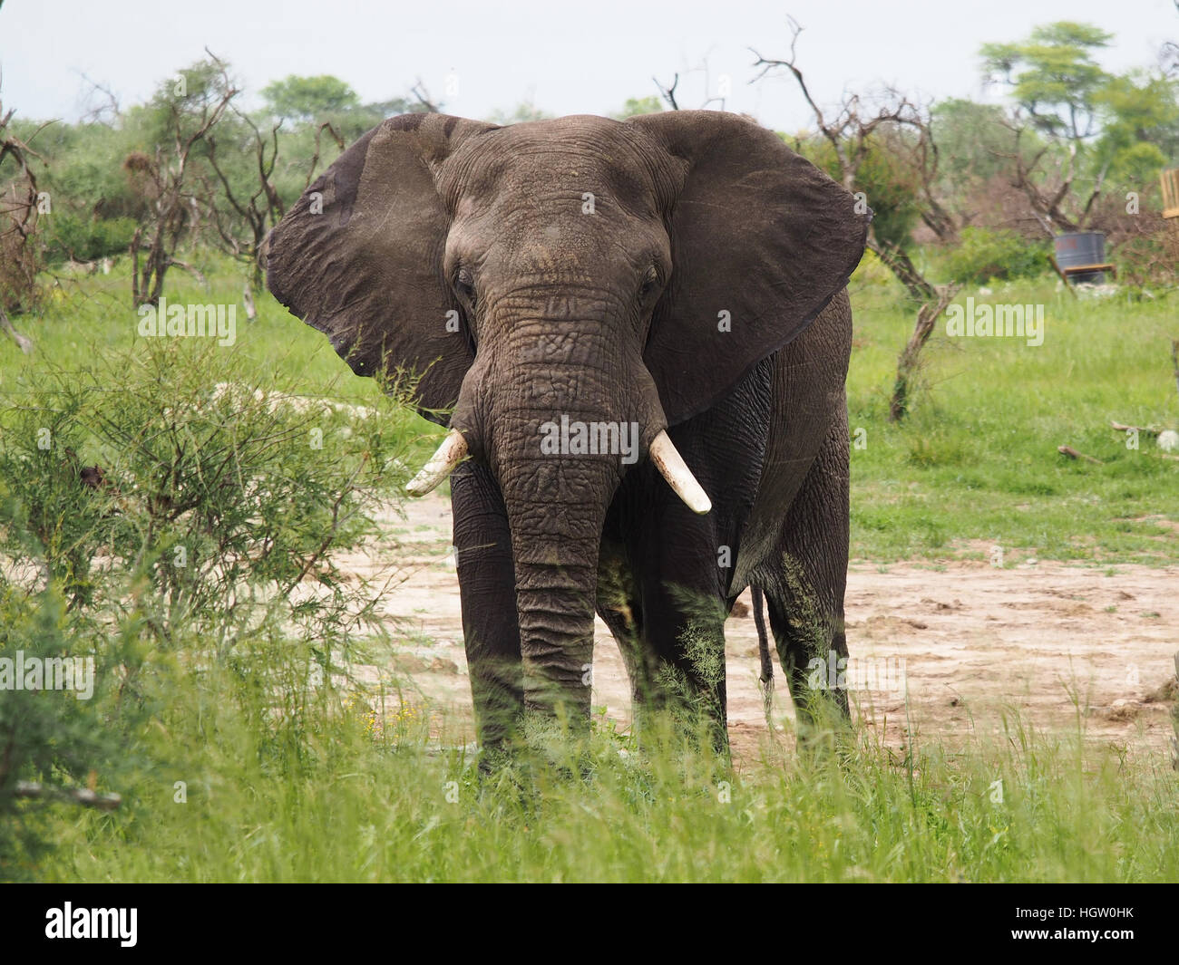 Curious elephant hi-res stock photography and images - Alamy