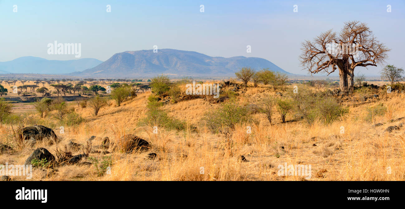 Landscape with Baobab, dead-rat tree, from the appearance of the fruit ...