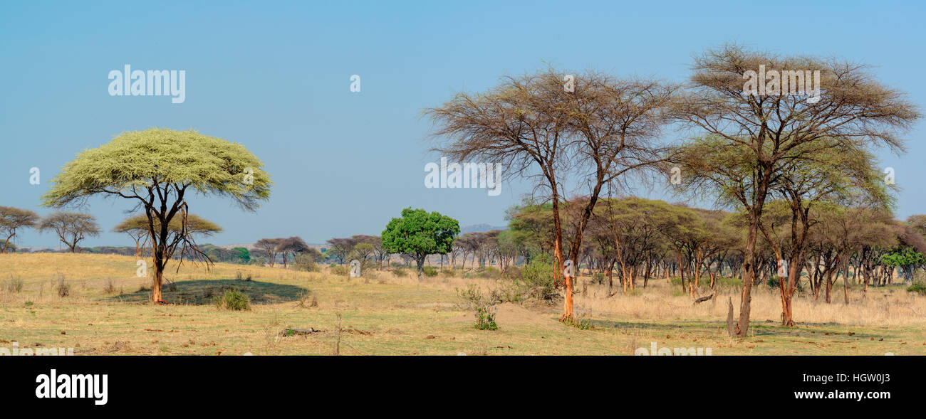 Tortilis hi-res stock photography and images - Alamy