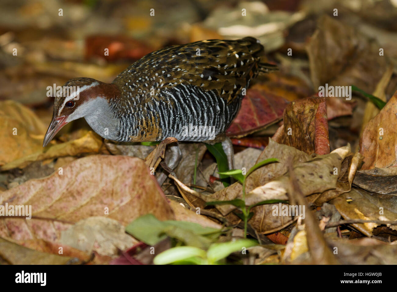 Banded rails hi-res stock photography and images - Alamy